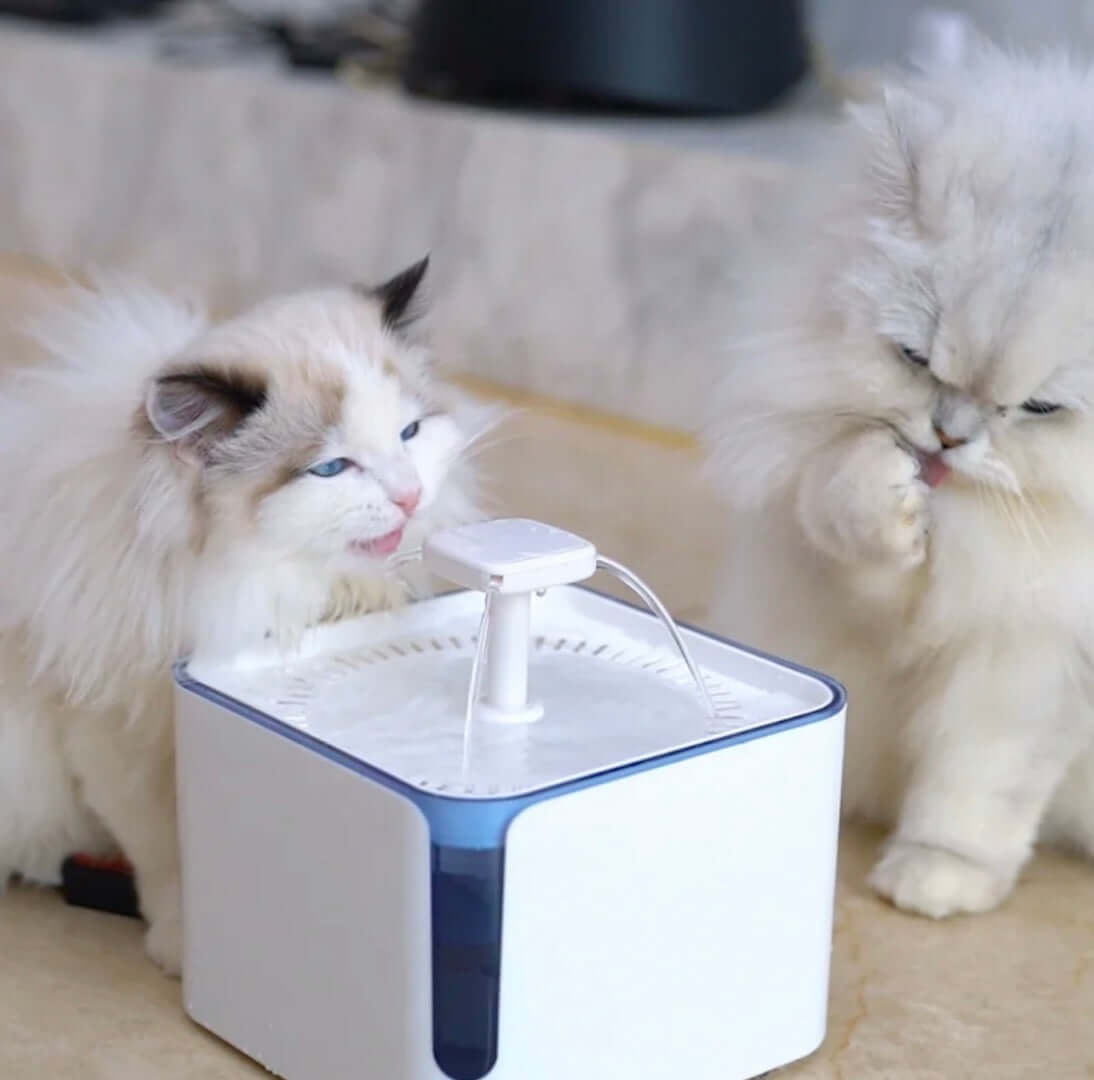Pet Water Dispenser Like a Treasure 24-hour cycle, every sip is living