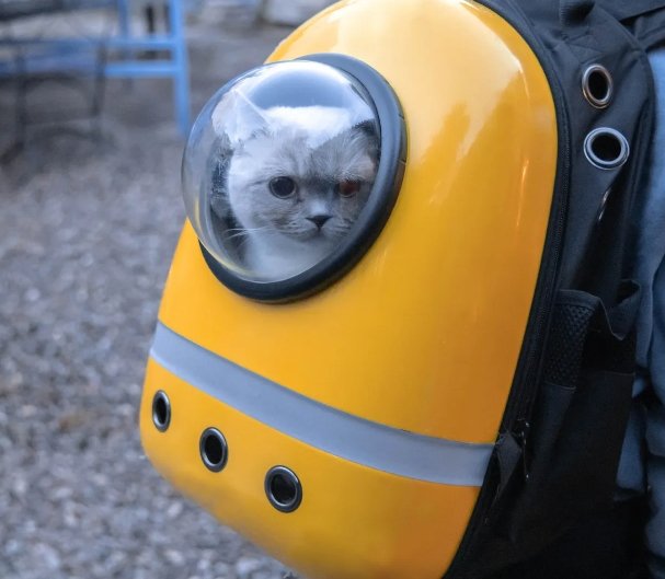 10 Cute Backpacks to Bring Your Cat Everywhere（1）