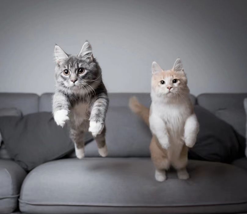 ABOUT HOW HIGH CAN CATS JUMP FROM THE FLOOR?